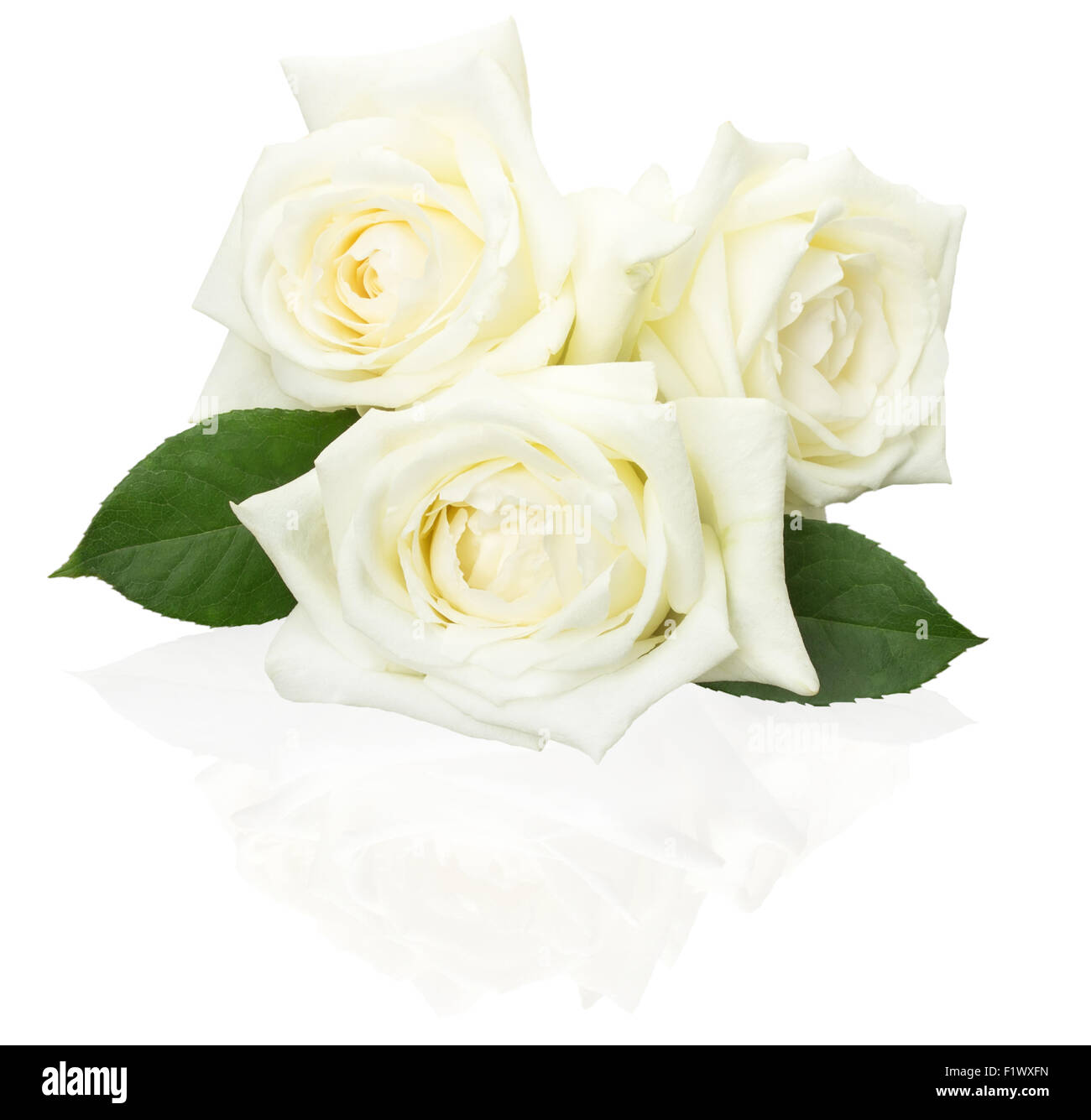 white roses isolated on the white background Stock Photo - Alamy