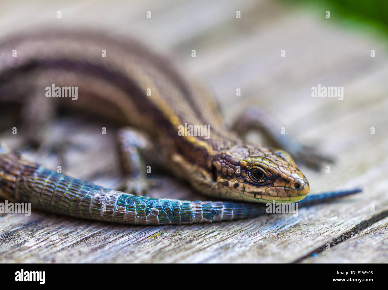 small lizard sitting on the wood closeup Stock Photo - Alamy
