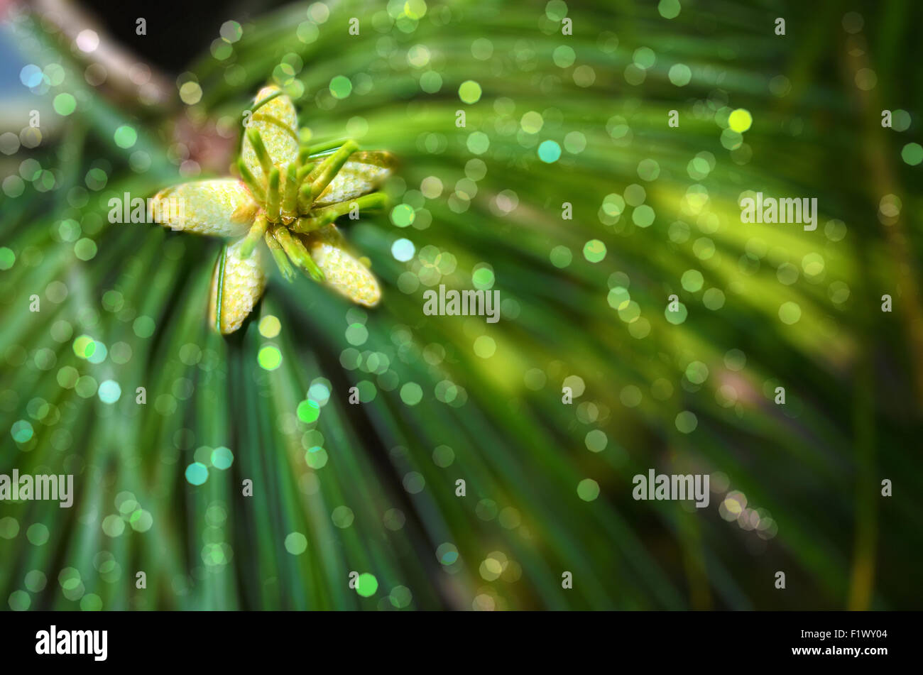 Himalayan pine tree close up detail with bokeh Stock Photo - Alamy