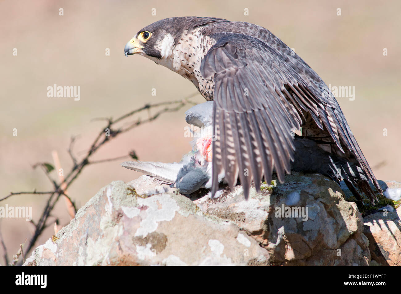 Horizontal portrait of Peregrine falcon, Falco peregrinus (Falconidae ...