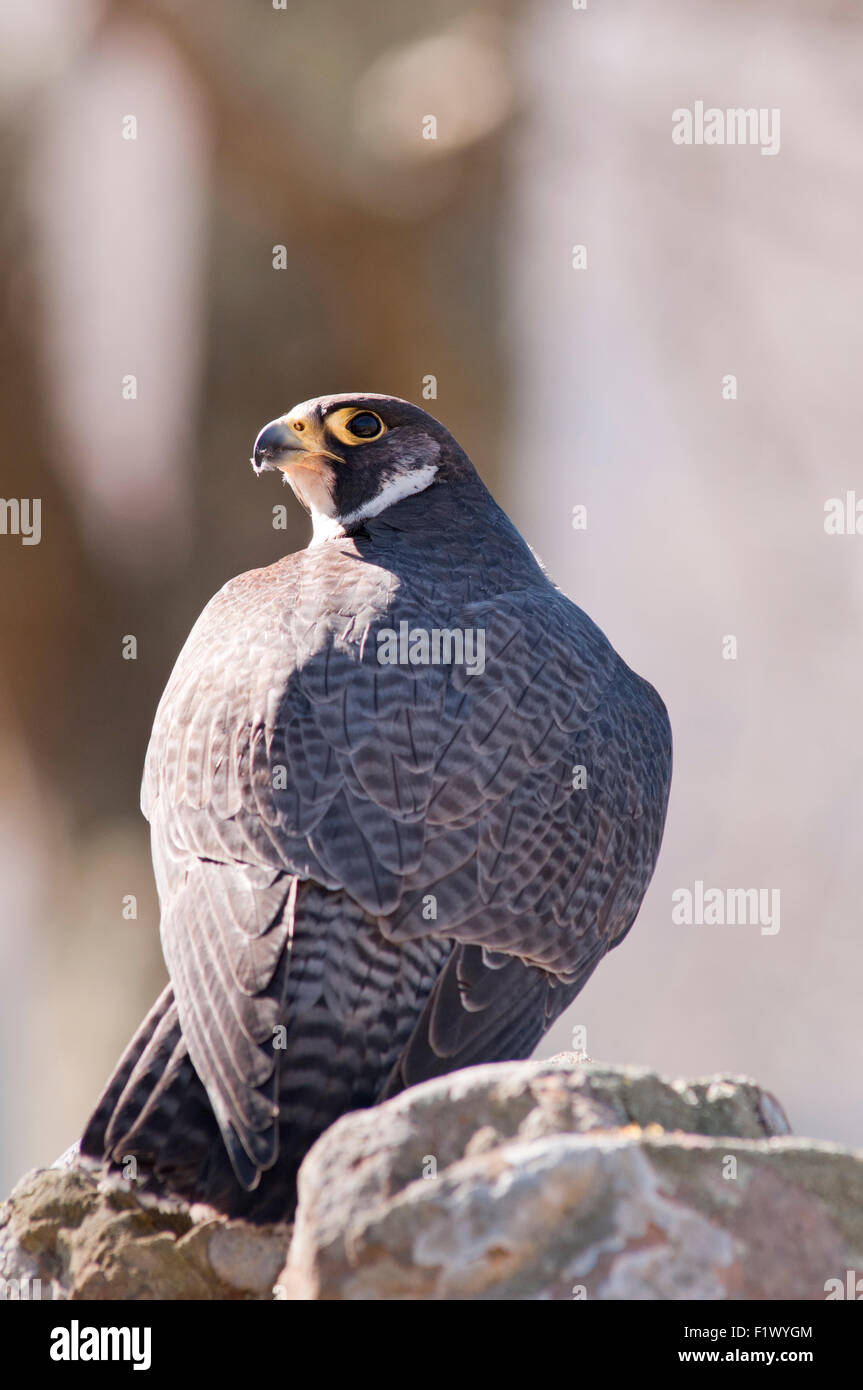 Vertical portrait of Peregrine falcon, Falco peregrinus (Falconidae ...