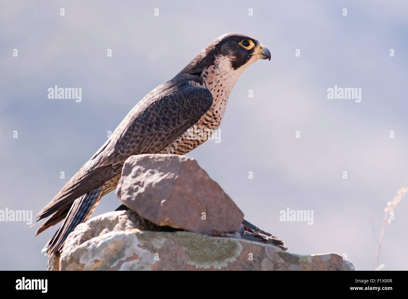 Horizontal portrait of Peregrine falcon, Falco peregrinus (Falconidae ...