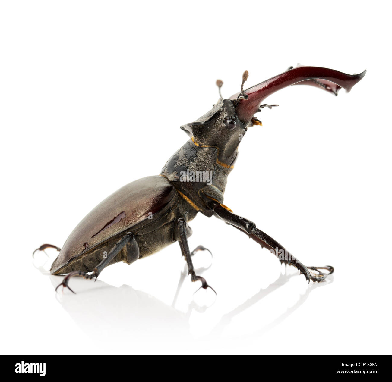 stag beetle isolated on the white background Stock Photo - Alamy