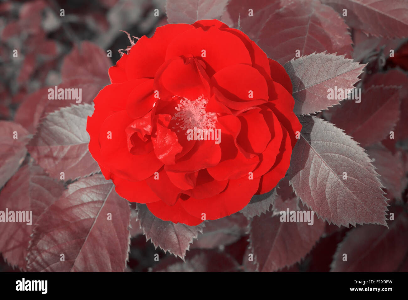 Red color rose hi-res stock photography and images - Alamy