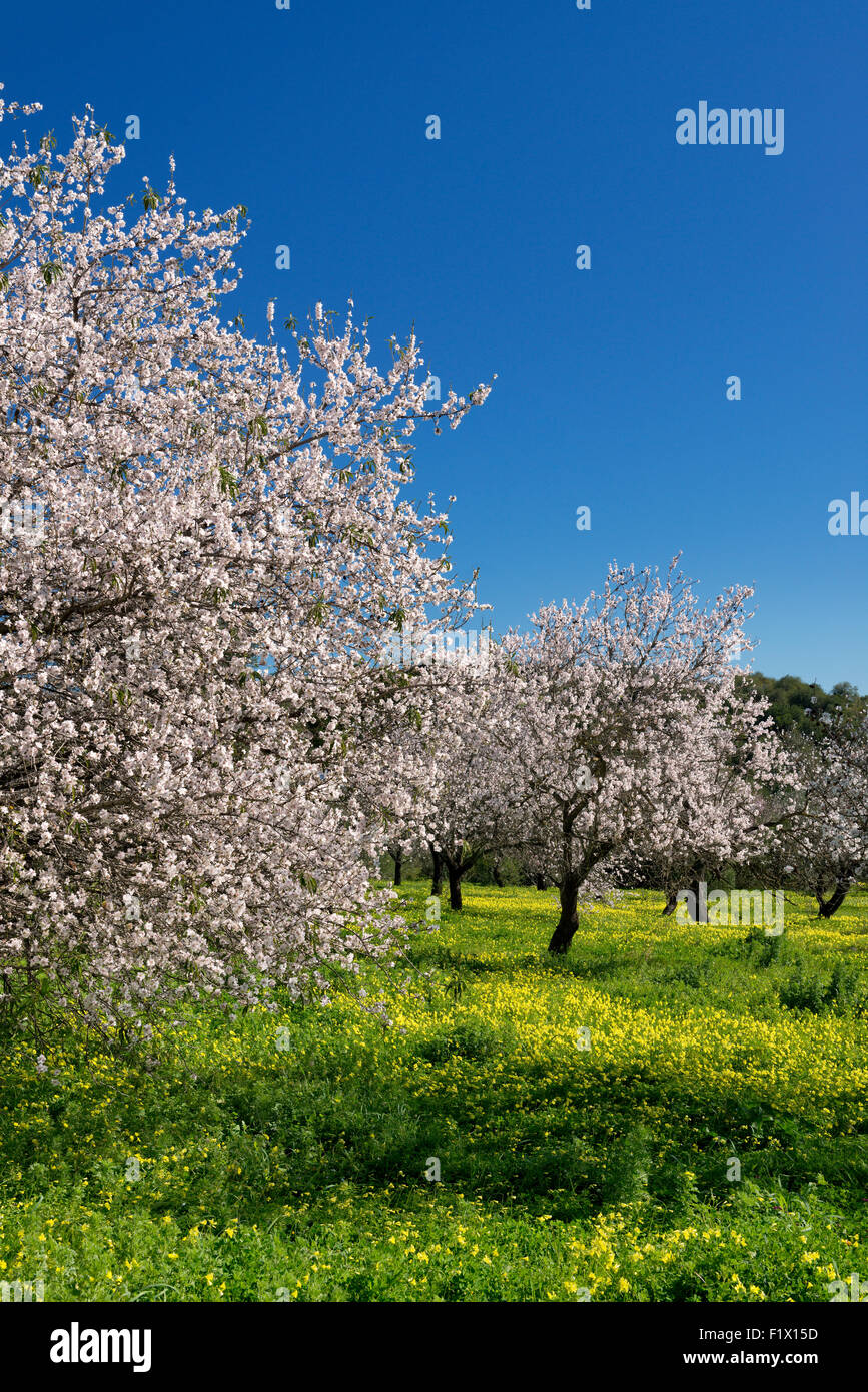 Almond trees hi-res stock photography and images - Alamy