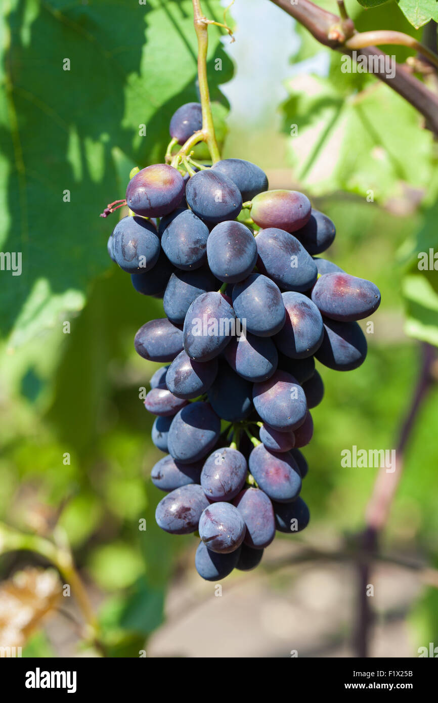 mature natural grape close-up in the garden Stock Photo - Alamy