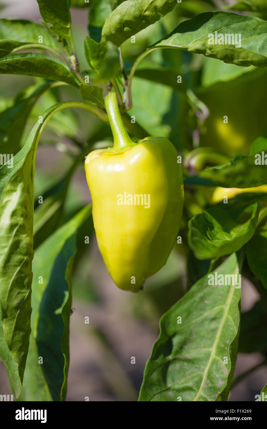 natural sweet peppers growing in the garden Stock Photo - Alamy