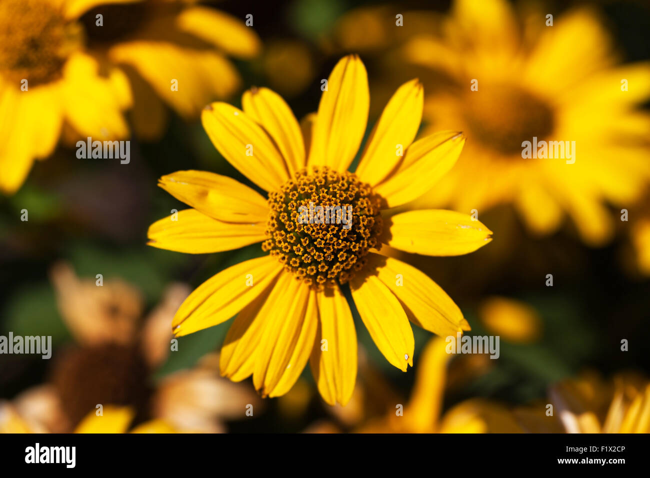 yellow blooming flowers growing in the garden Stock Photo - Alamy