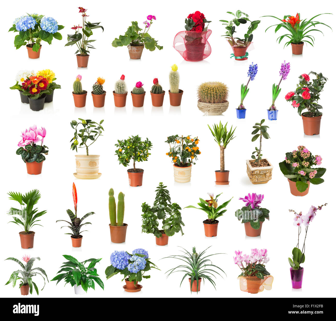 Green indoor houseplants on Cut Out Stock Images & Pictures - Alamy