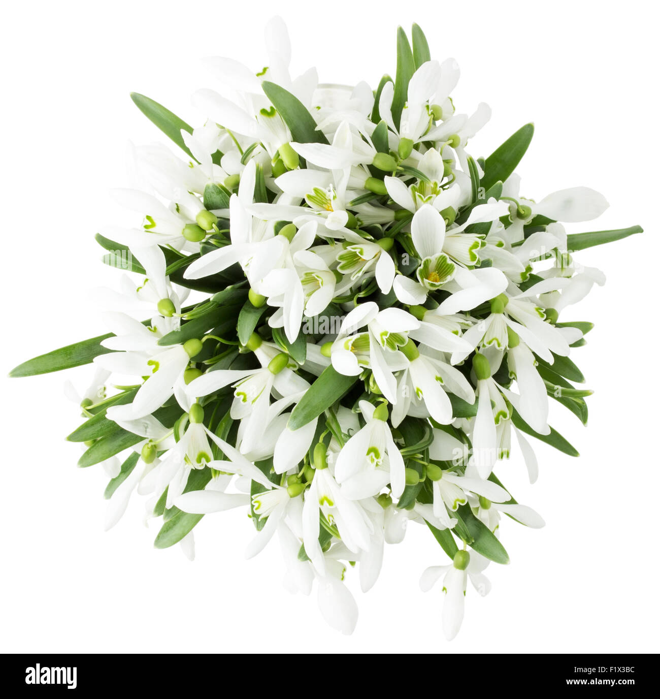 beautiful snowdrops isolated on a white background Stock Photo - Alamy