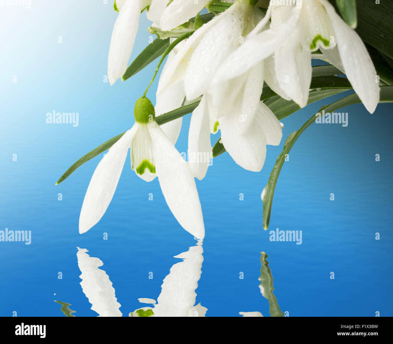 Beautiful snowdrop on blue hi-res stock photography and images - Alamy