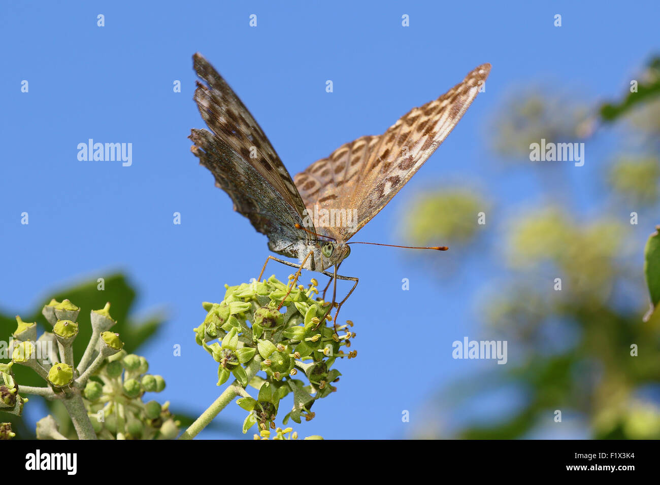Blue sky butterfly hi-res stock photography and images - Alamy