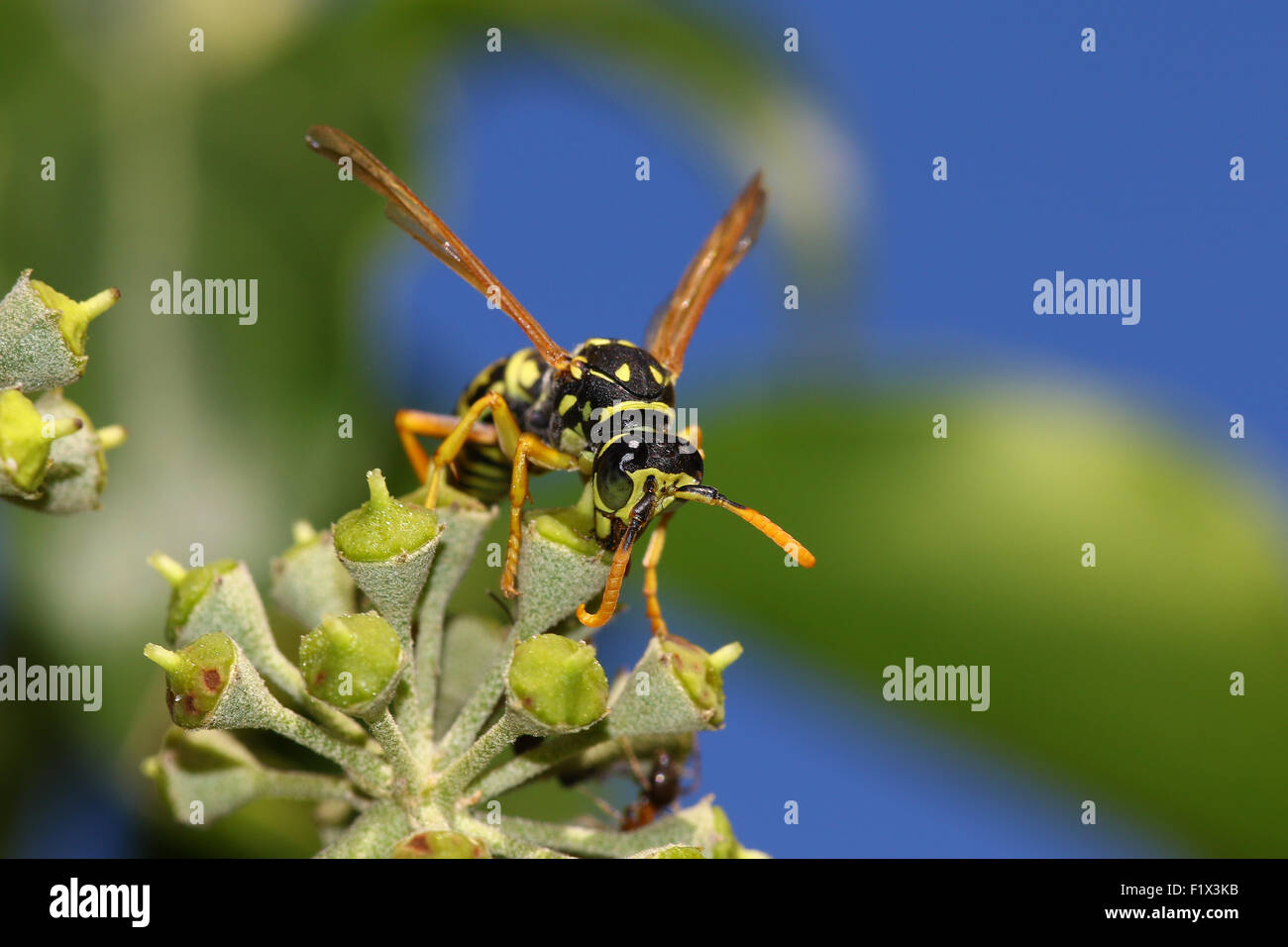 Front view of a wasp on a flower against blue skies Stock Photo - Alamy