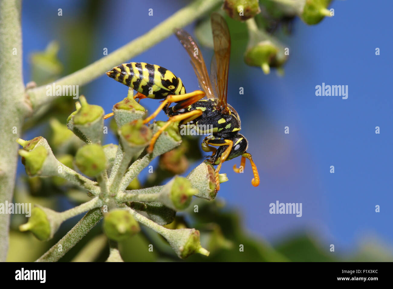 Blue sky flower hi-res stock photography and images - Alamy