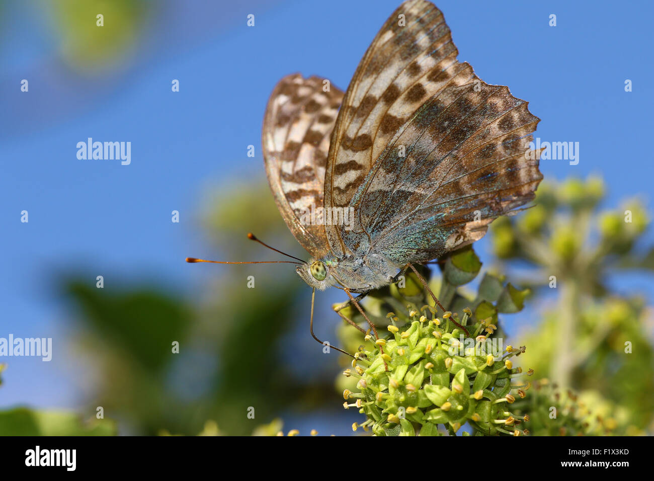 Side view of colorful butterfly against blue skies Stock Photo - Alamy
