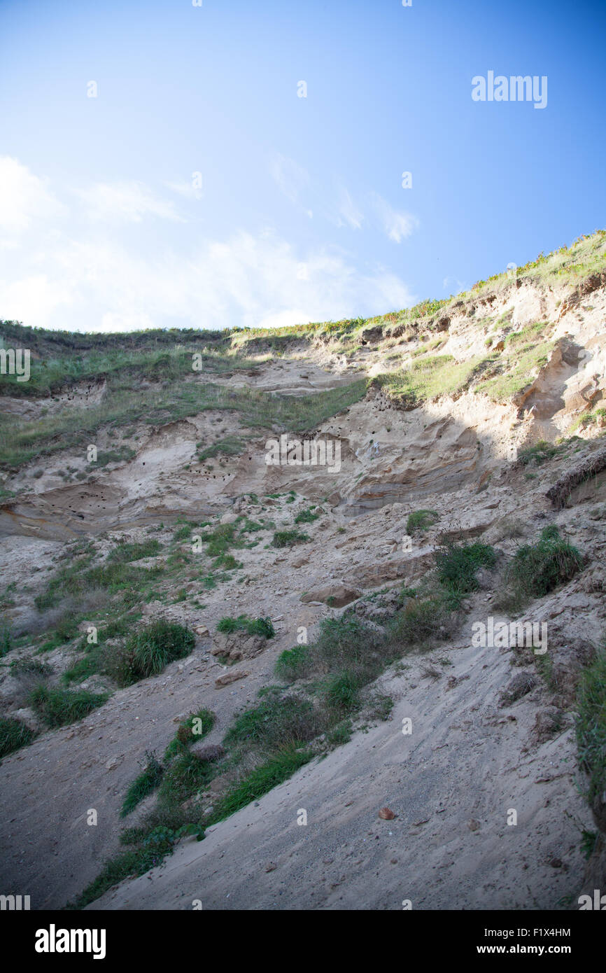 An eroding sandy cliff with many sand marten's nests / burrows visible ...