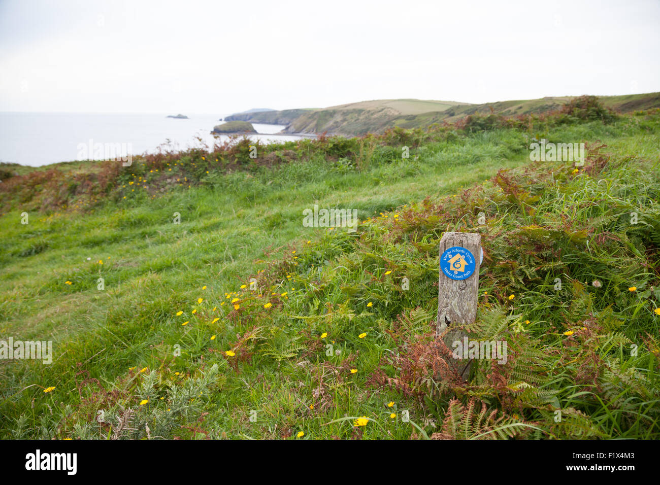 Wales coastal path waymarker / footpath leading down to Porth Ysgo ...