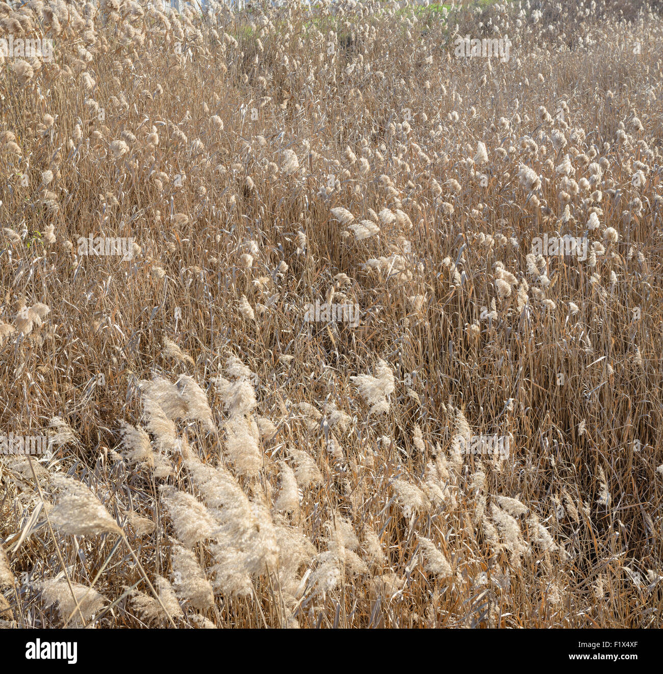 Thick high dry grass of golden color with lighter panicles in autumn ...