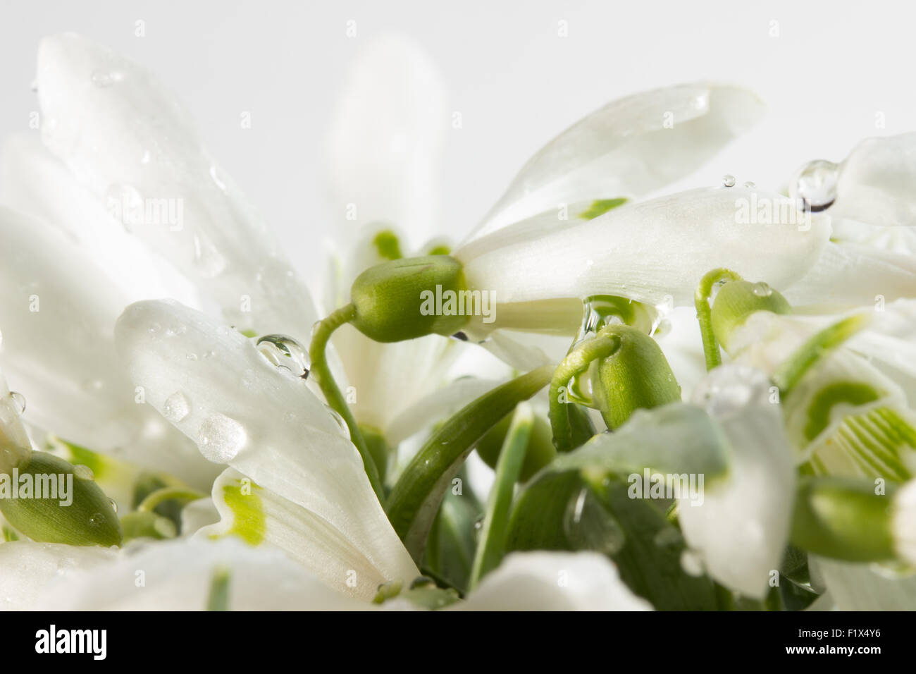 snowdrop bouquet isolated on a white background Stock Photo - Alamy