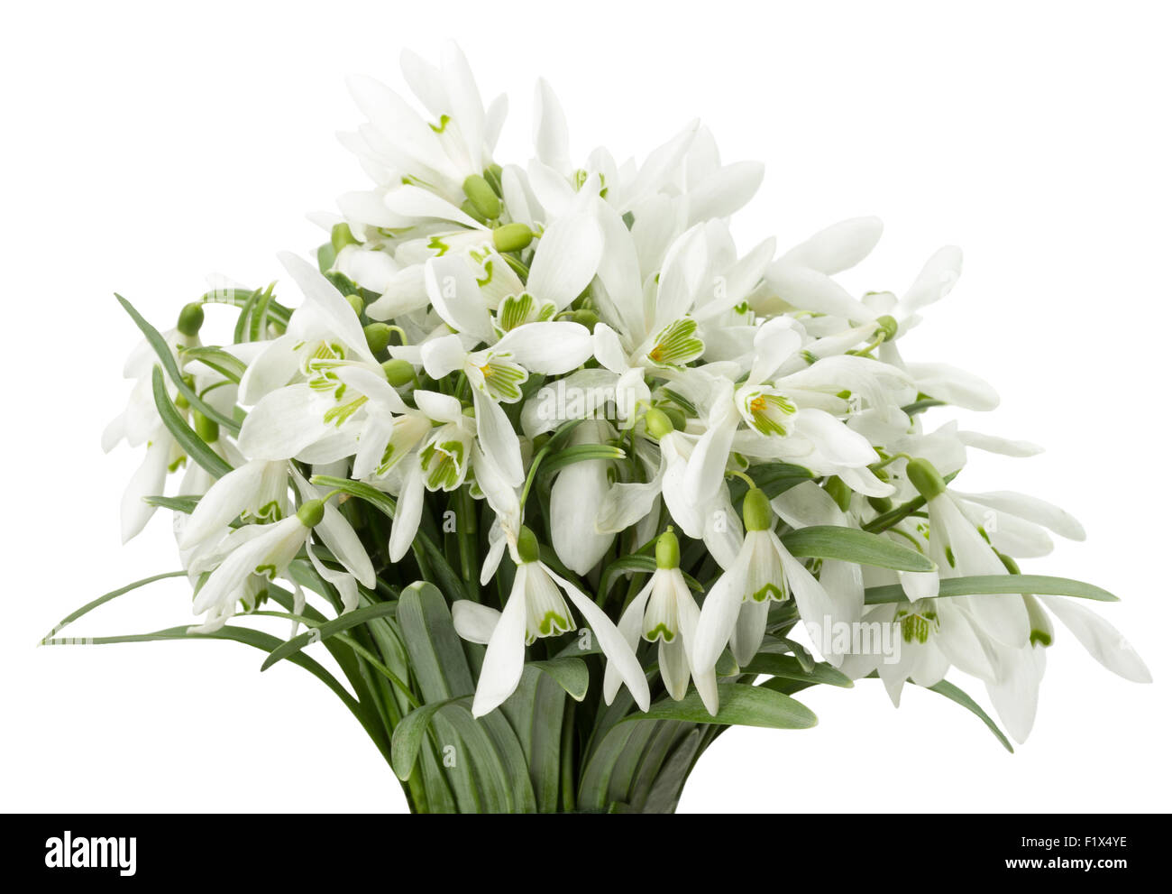 snowdrop bouquet isolated on a white background Stock Photo - Alamy