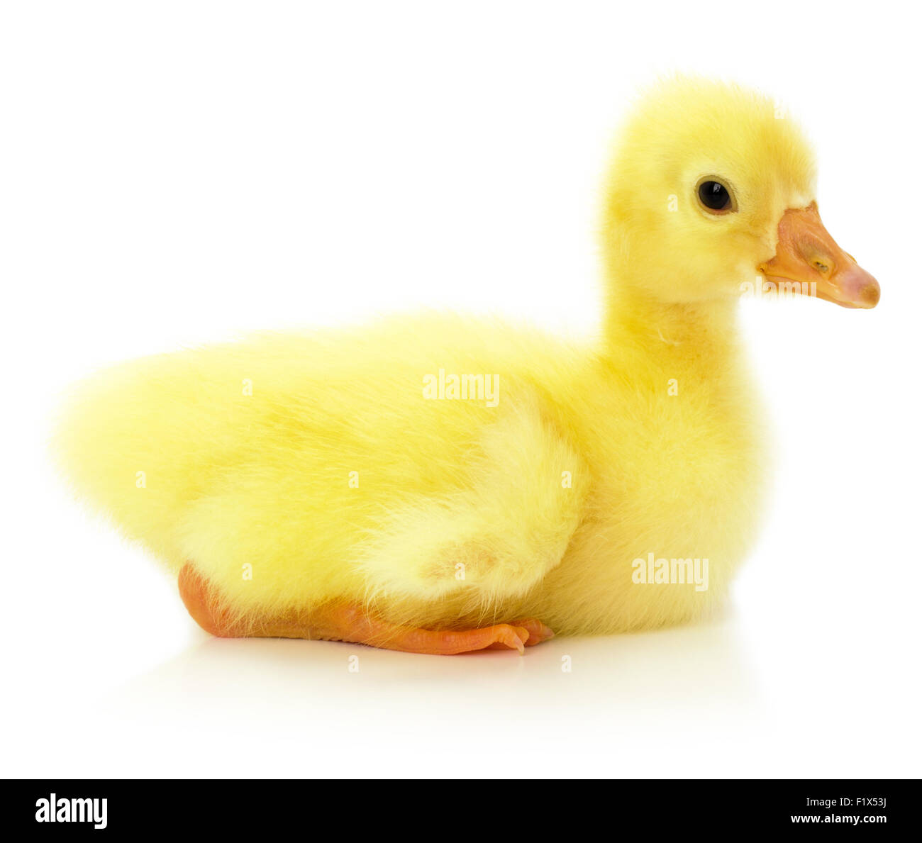 F1x53j hi-res stock photography and images - Alamy