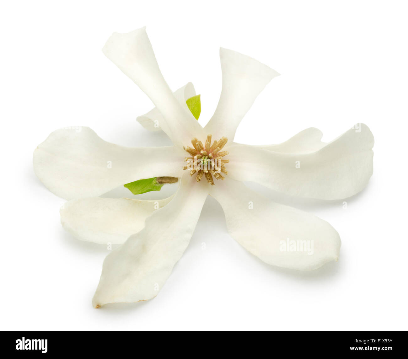Mississippi magnolia flower hi-res stock photography and images - Alamy