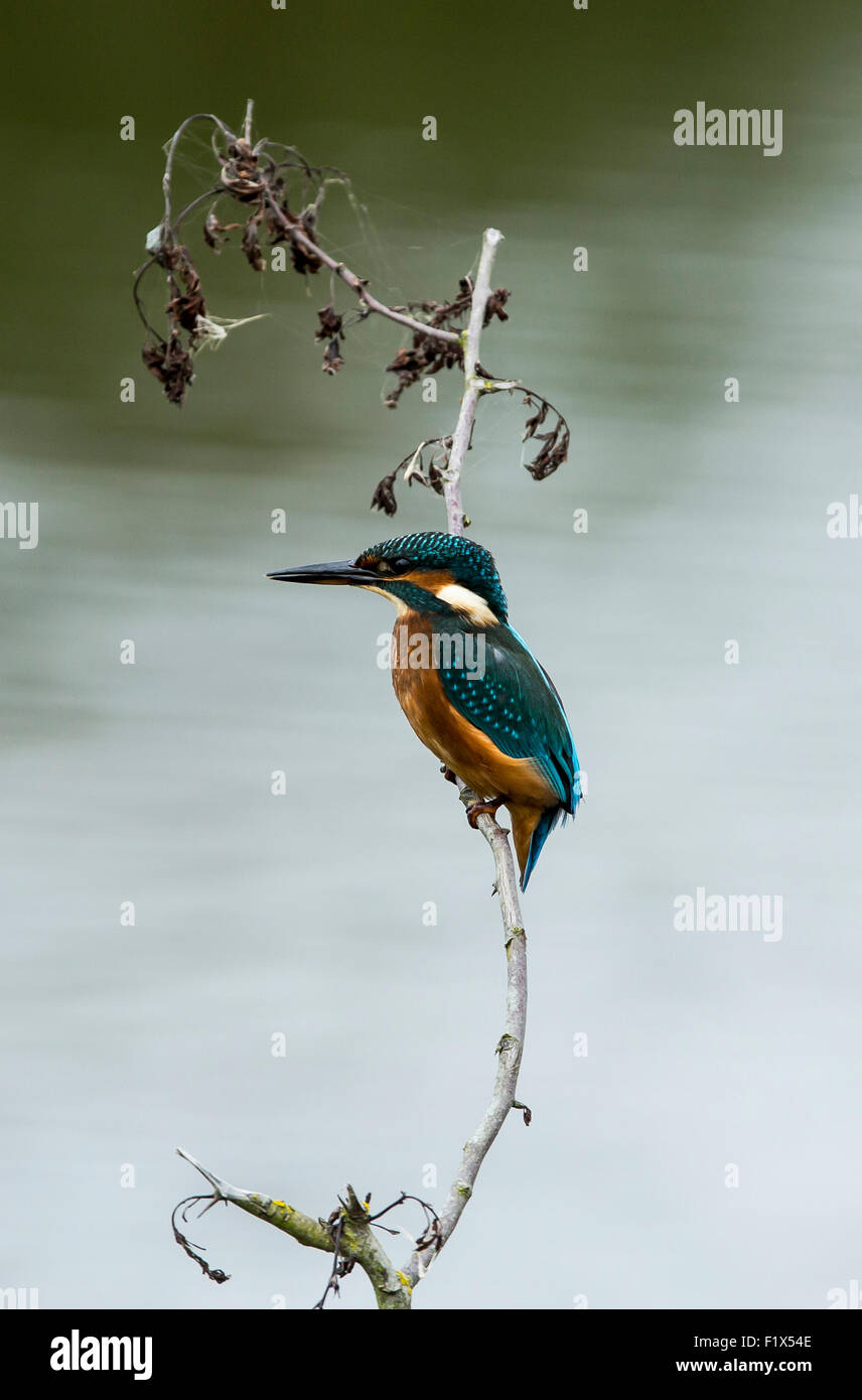 Female Kingfisher Otmoor RSPB Reserve Stock Photo - Alamy