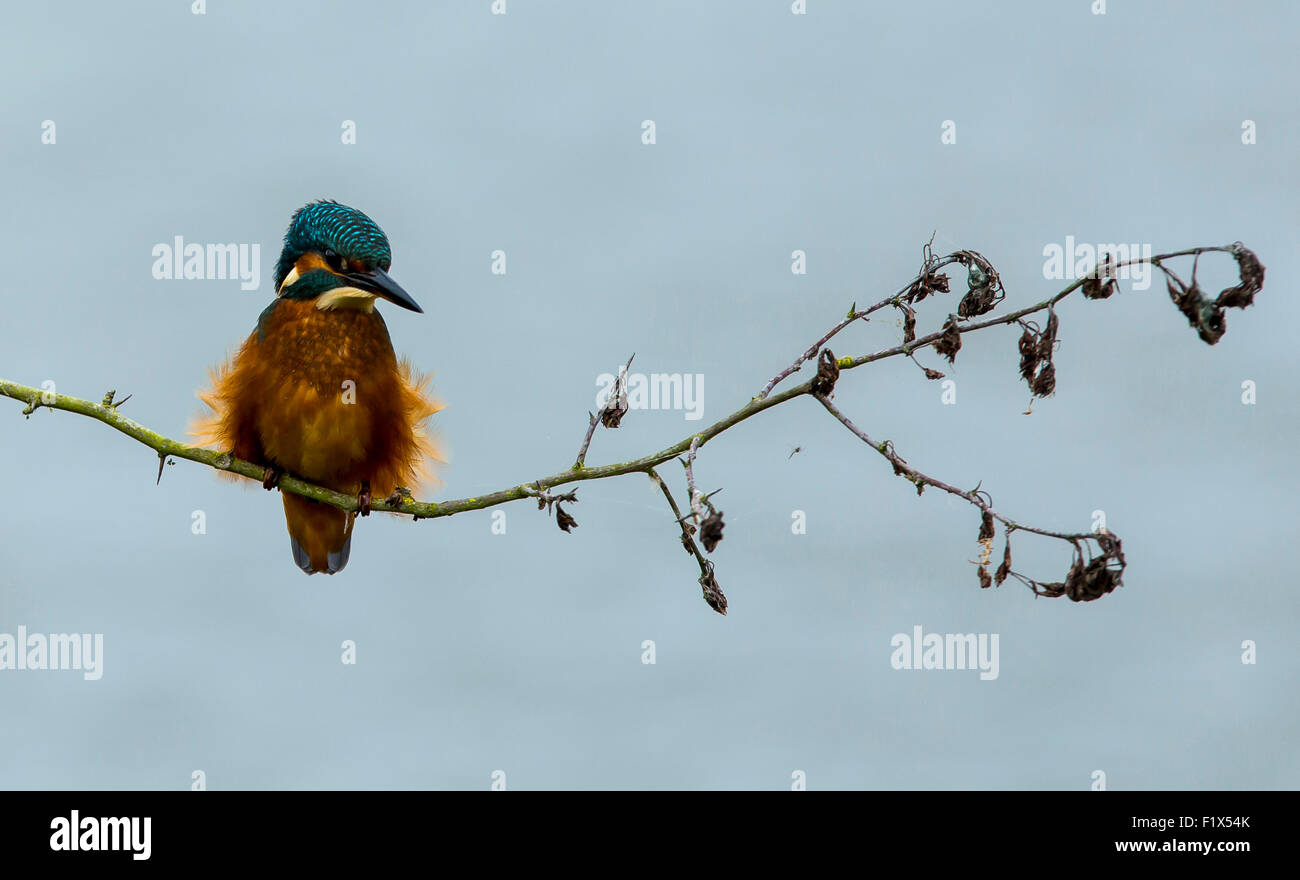 Female Kingfisher Otmoor RSPB Reserve Stock Photo - Alamy