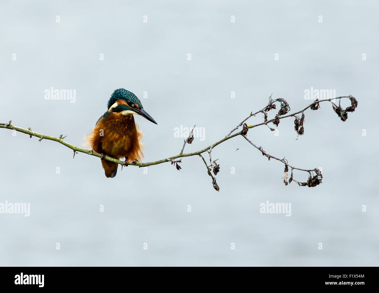 Female Kingfisher Otmoor RSPB Reserve Stock Photo - Alamy
