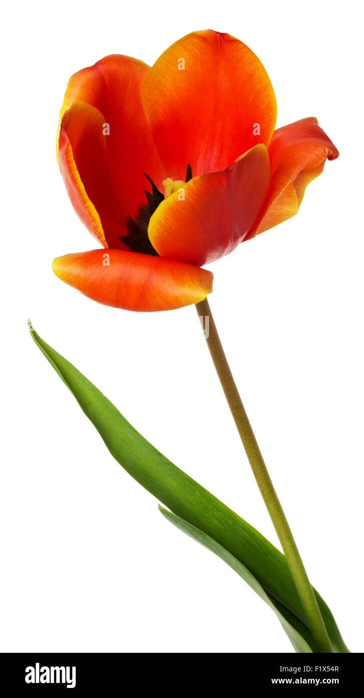 red tulip isolated on the white background Stock Photo - Alamy