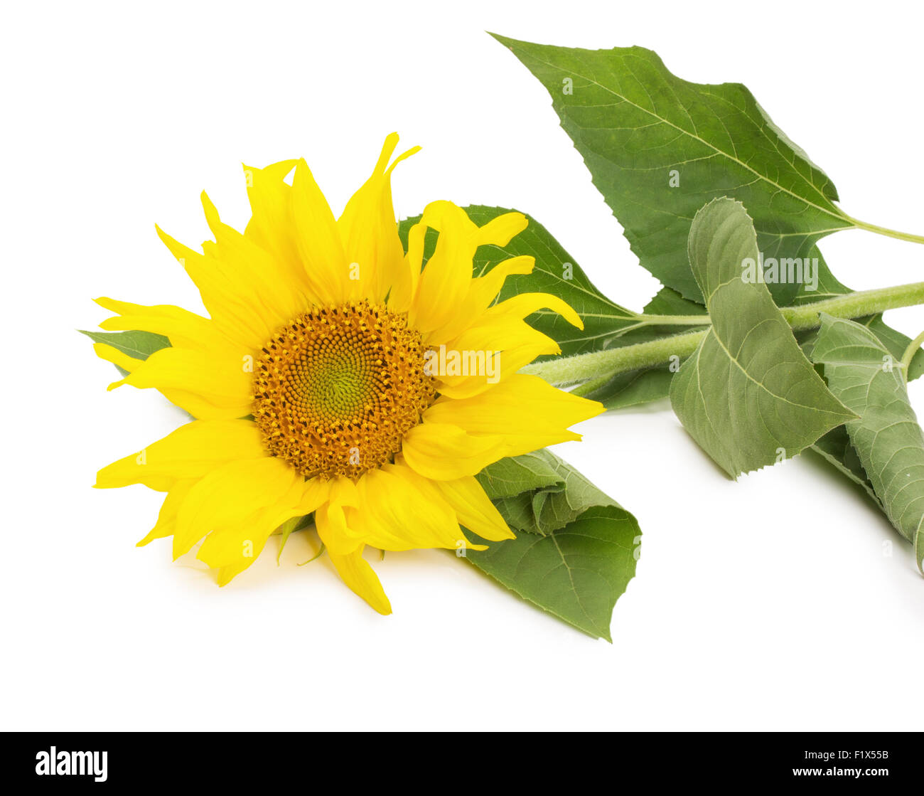 sunflower isolated on the white background Stock Photo - Alamy