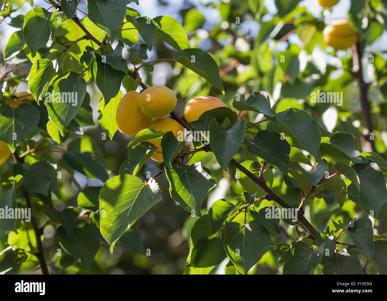 ripe apricots on the branch Stock Photo - Alamy