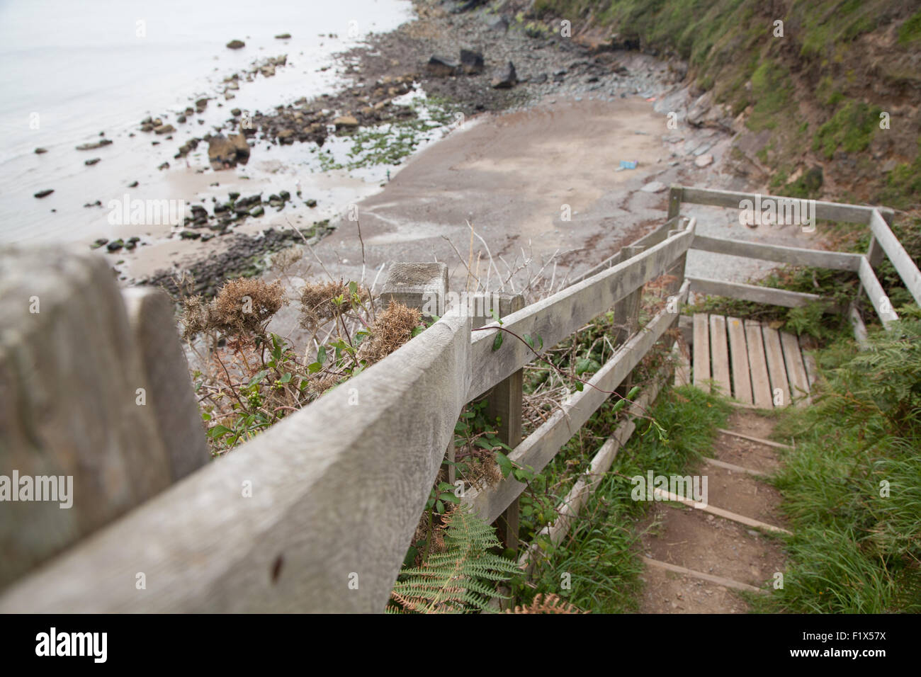 Earth steps with wooden handrail on footpath leading down to Porth Ysgo ...