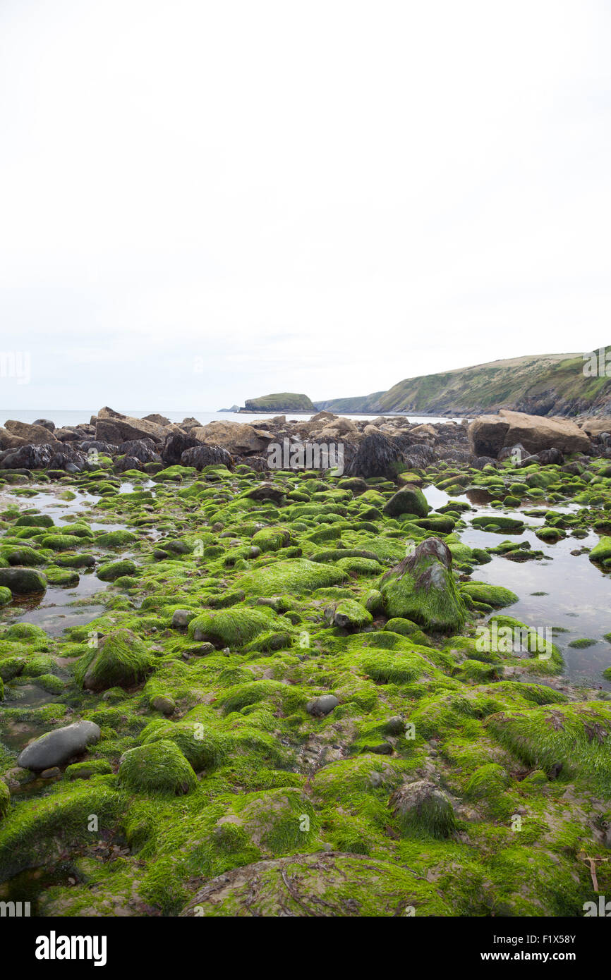 Barnacles in rockpool hi-res stock photography and images - Alamy
