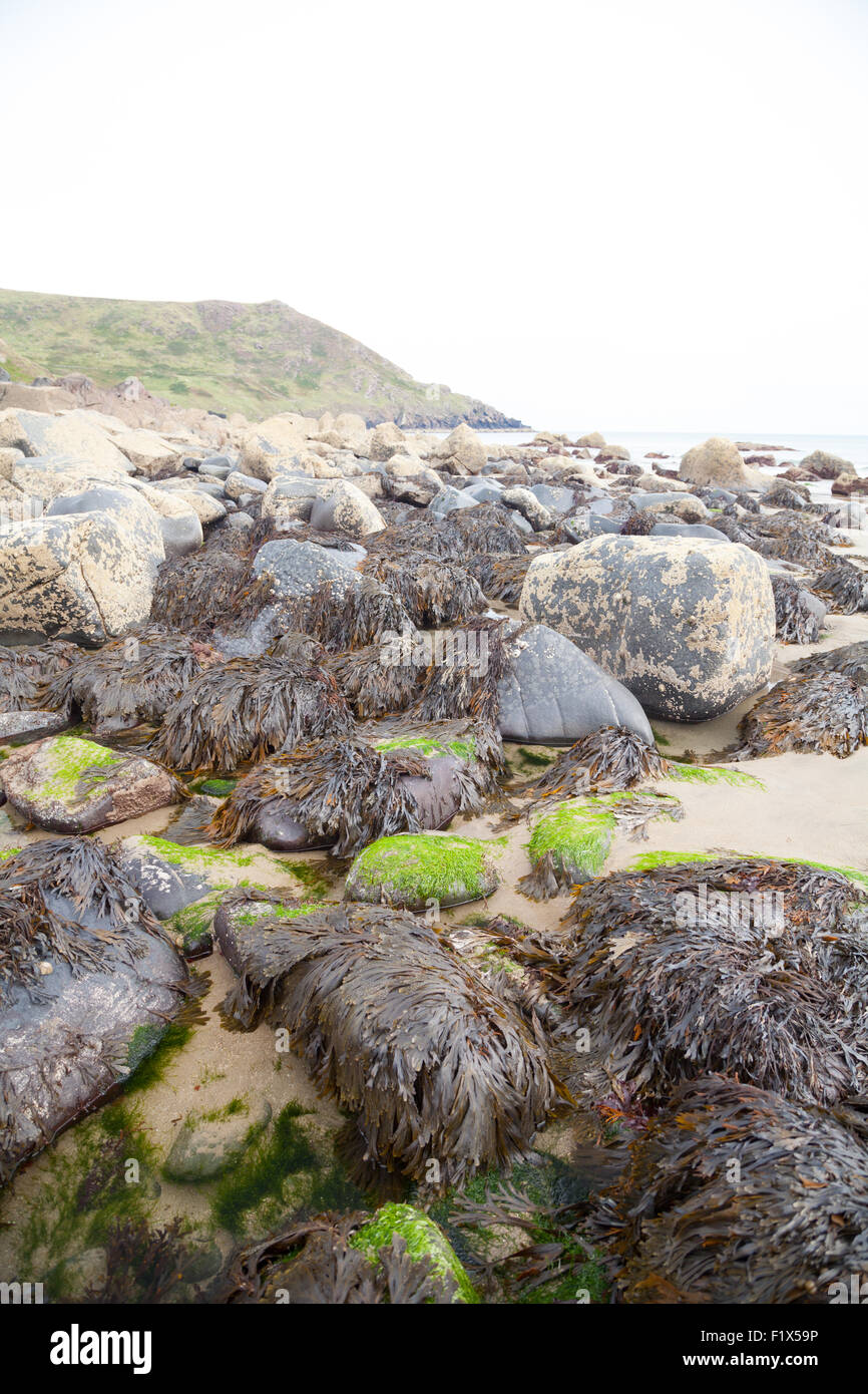 Beach and rocks covered in green seaweed, barnacles & limpets at Porth ...