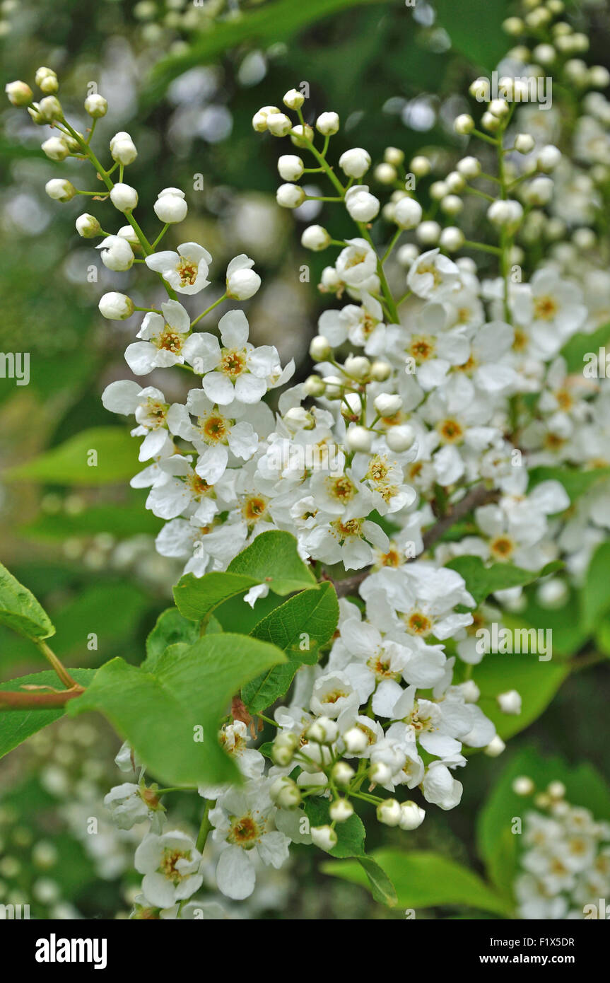 White flowers in may hi-res stock photography and images - Alamy