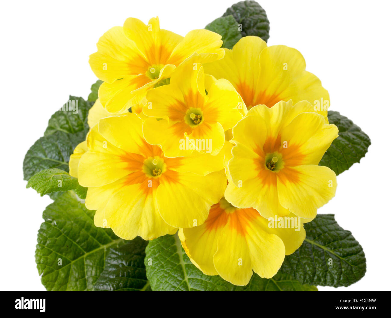 yellow primrose isolated on white background Stock Photo - Alamy