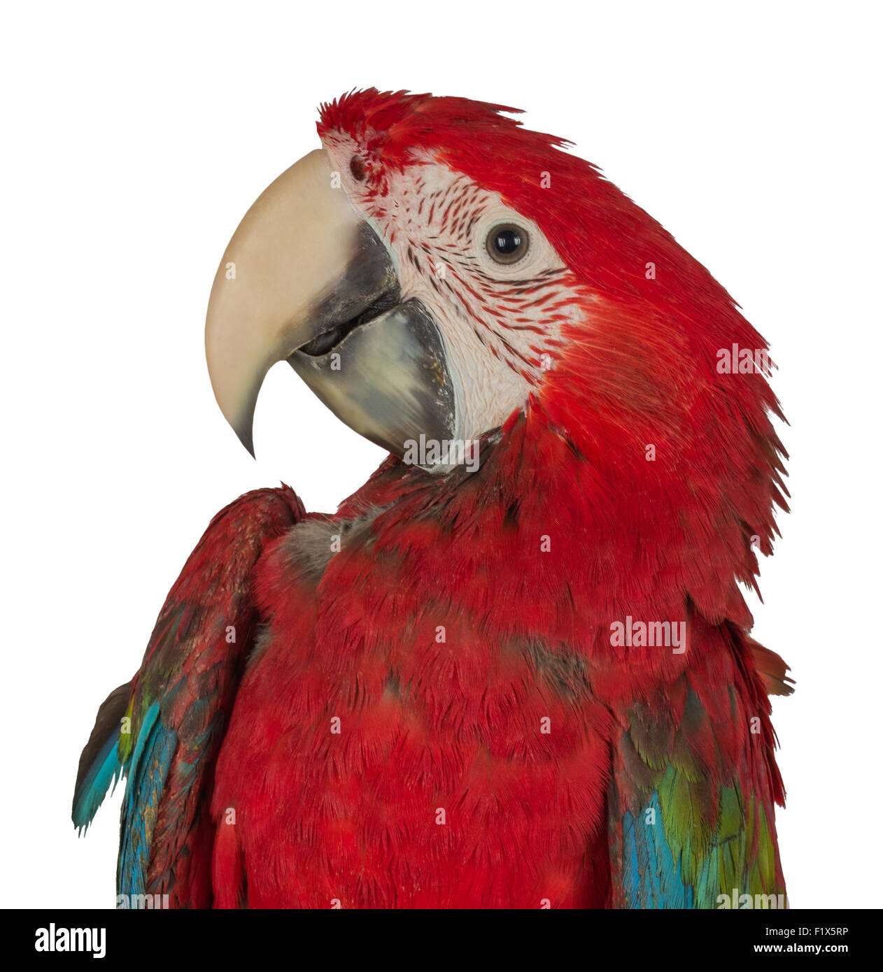 colorful macaw isolated on the white background Stock Photo - Alamy