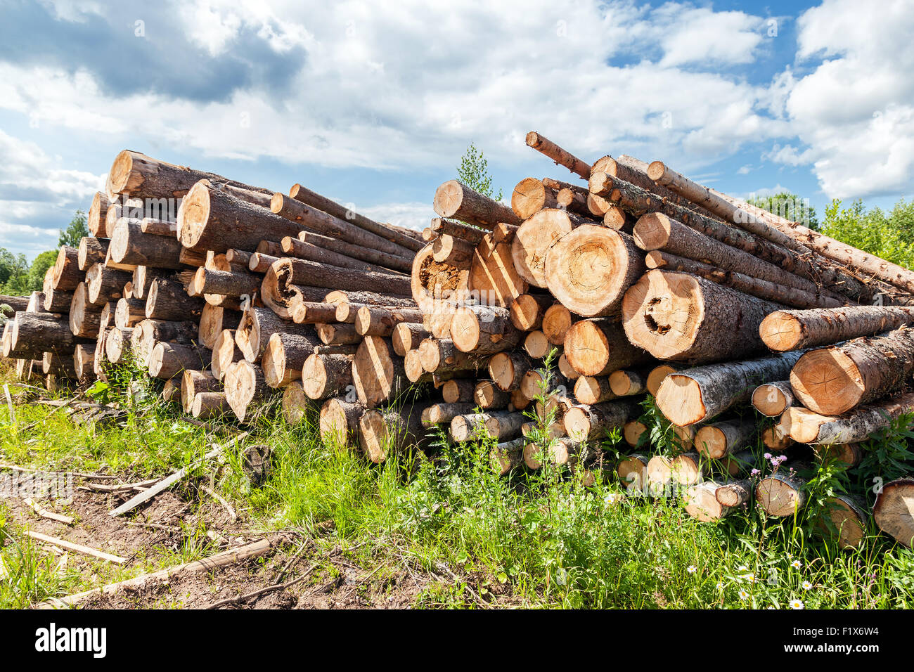 Stack of cut timber logs in summer sunny day Stock Photo - Alamy