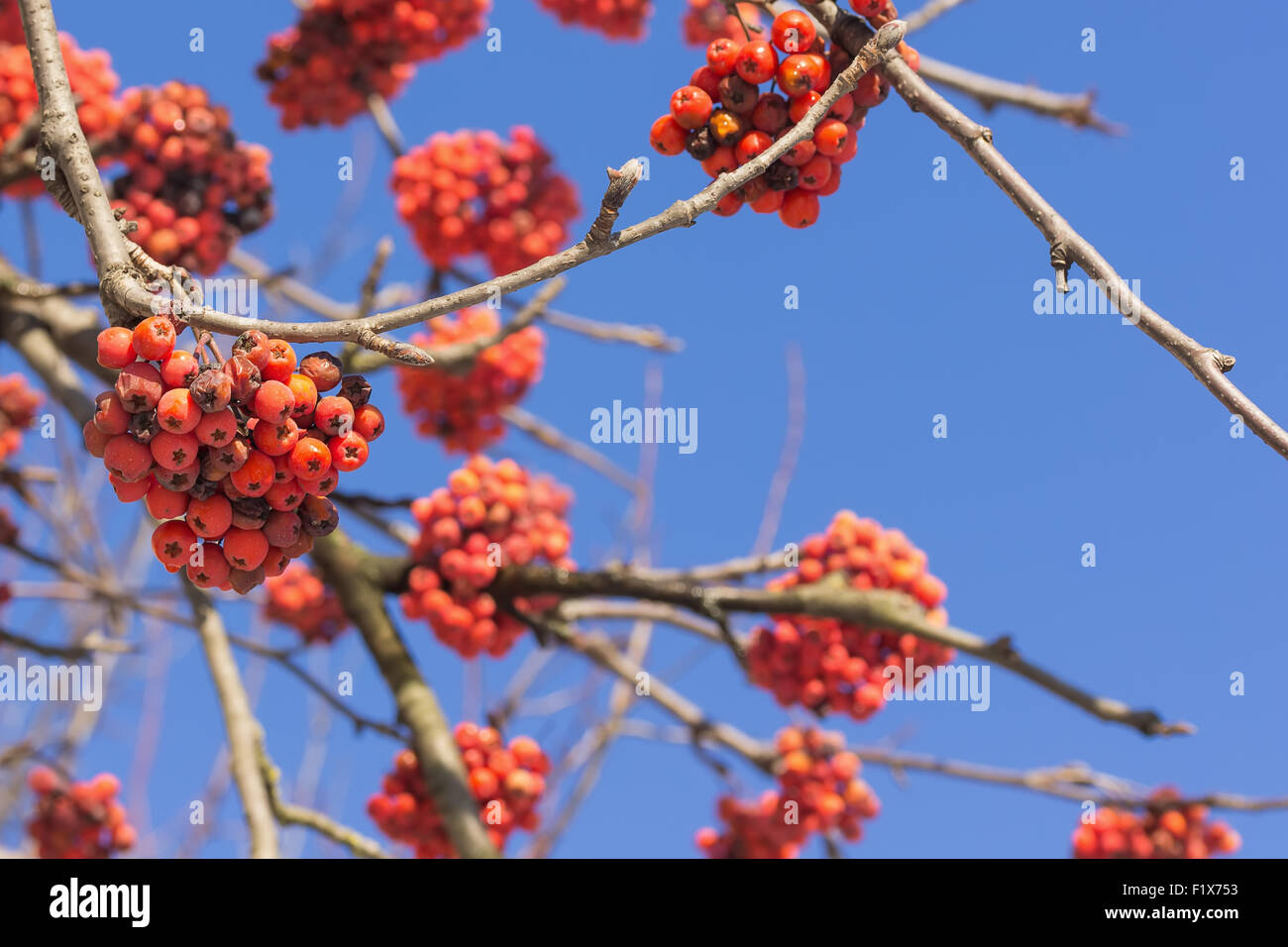 branches with red ash Stock Photo - Alamy