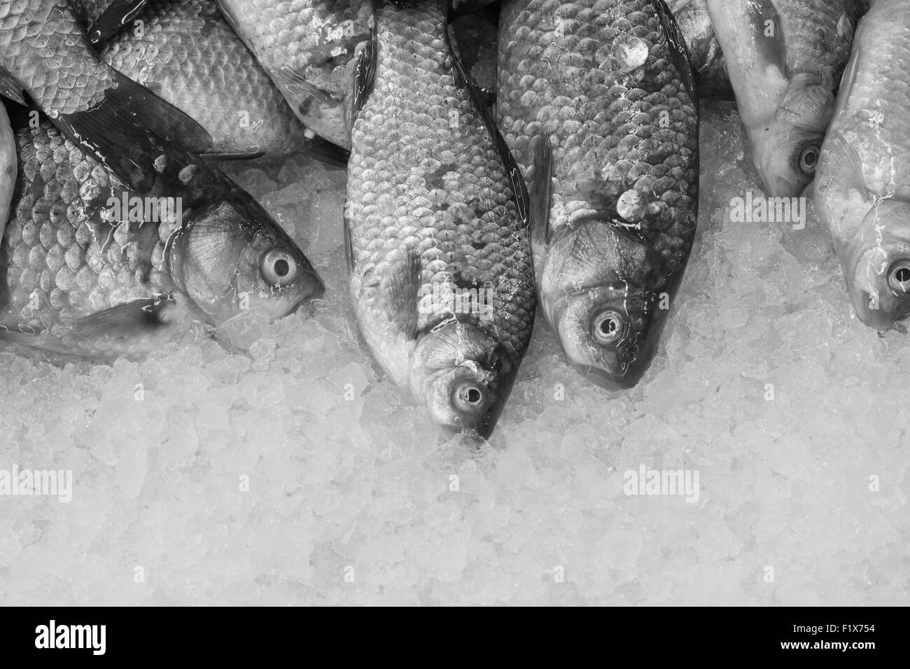 fish on the ice Stock Photo - Alamy