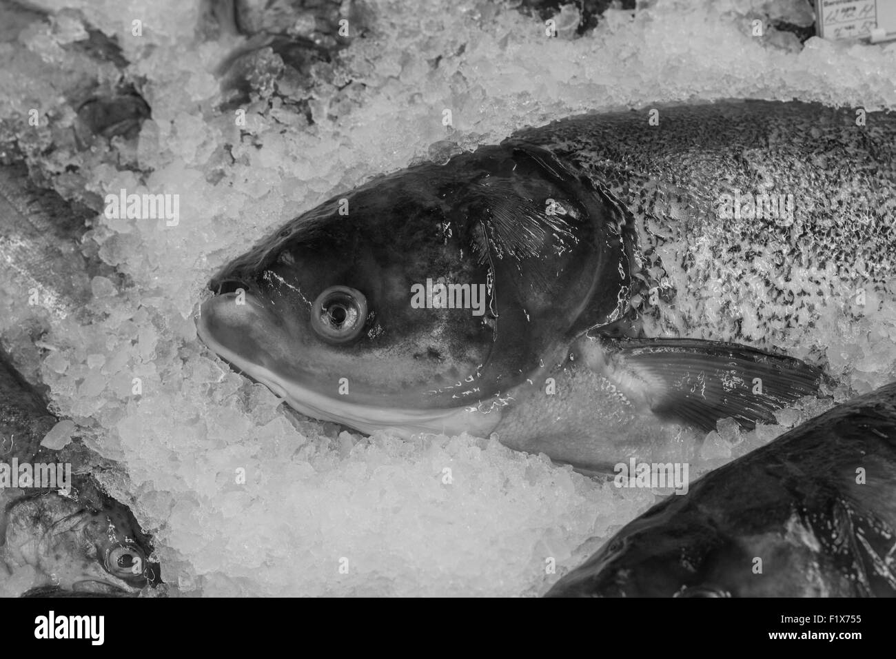 fish on the ice Stock Photo - Alamy