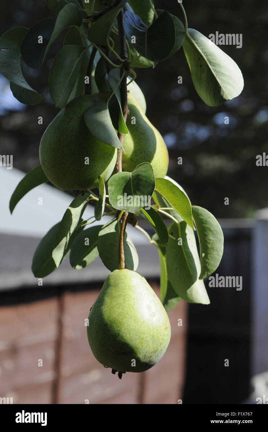 Hanging Pears Tree Stock Photos & Hanging Pears Tree Stock Images - Alamy
