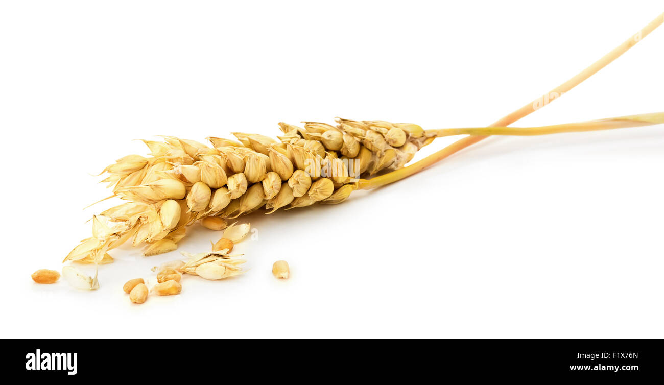 wheat ear isolated on the white background Stock Photo - Alamy