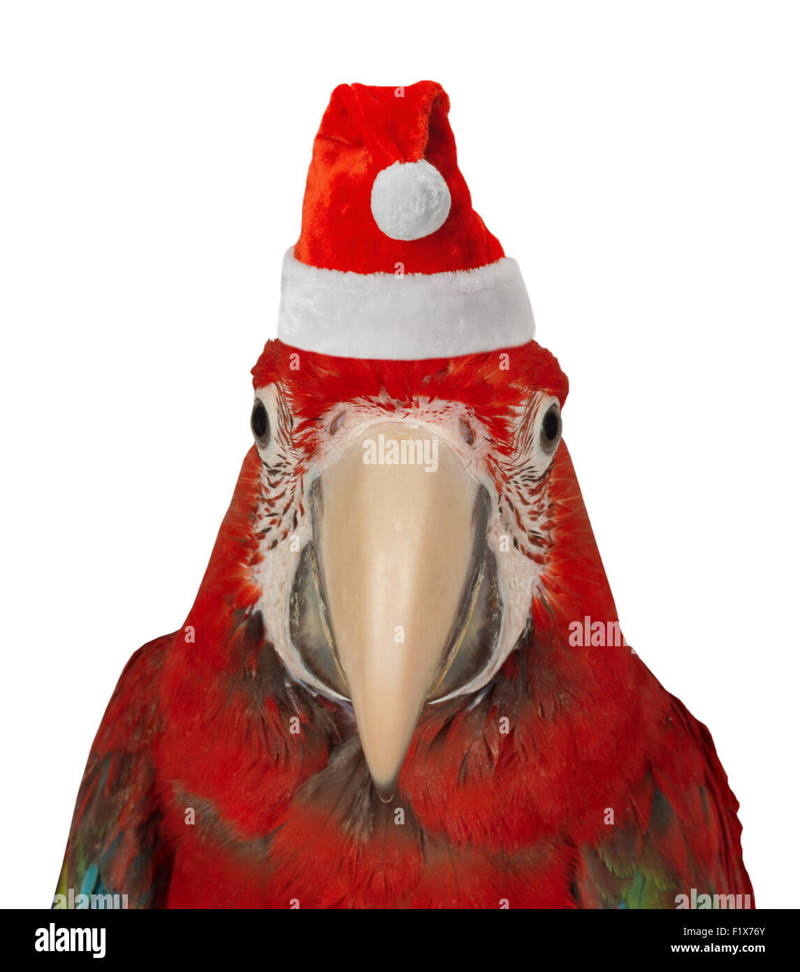 parrot in Santa Claus hat isolated on the white background Stock Photo ...