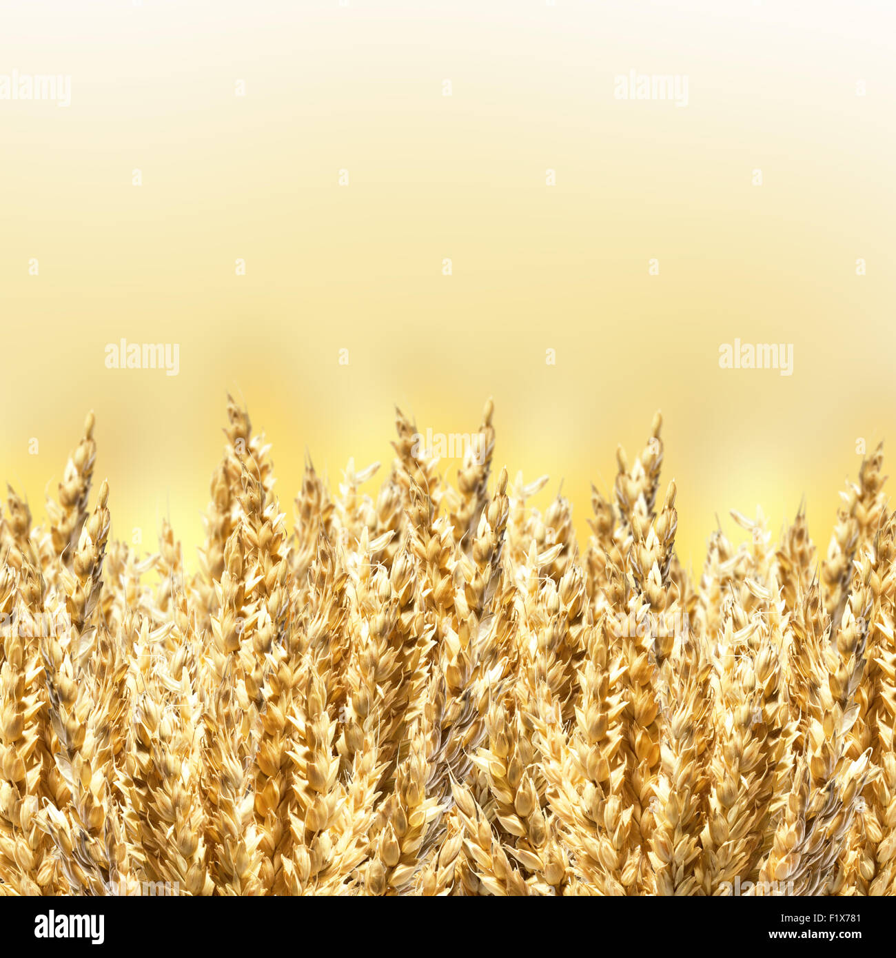Wheat field ears close hi-res stock photography and images - Alamy