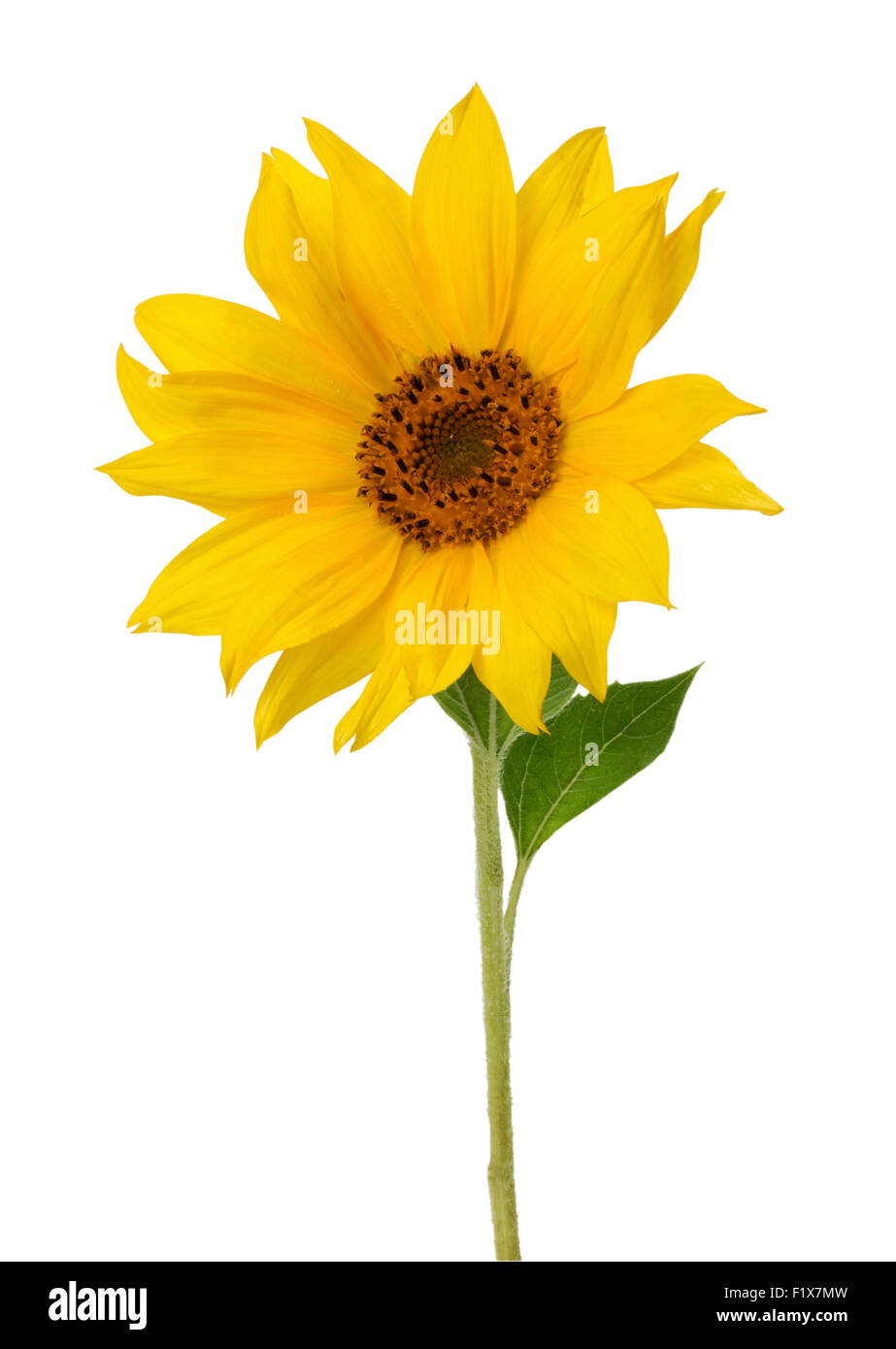 Sunflower isolated on white background Stock Photo - Alamy