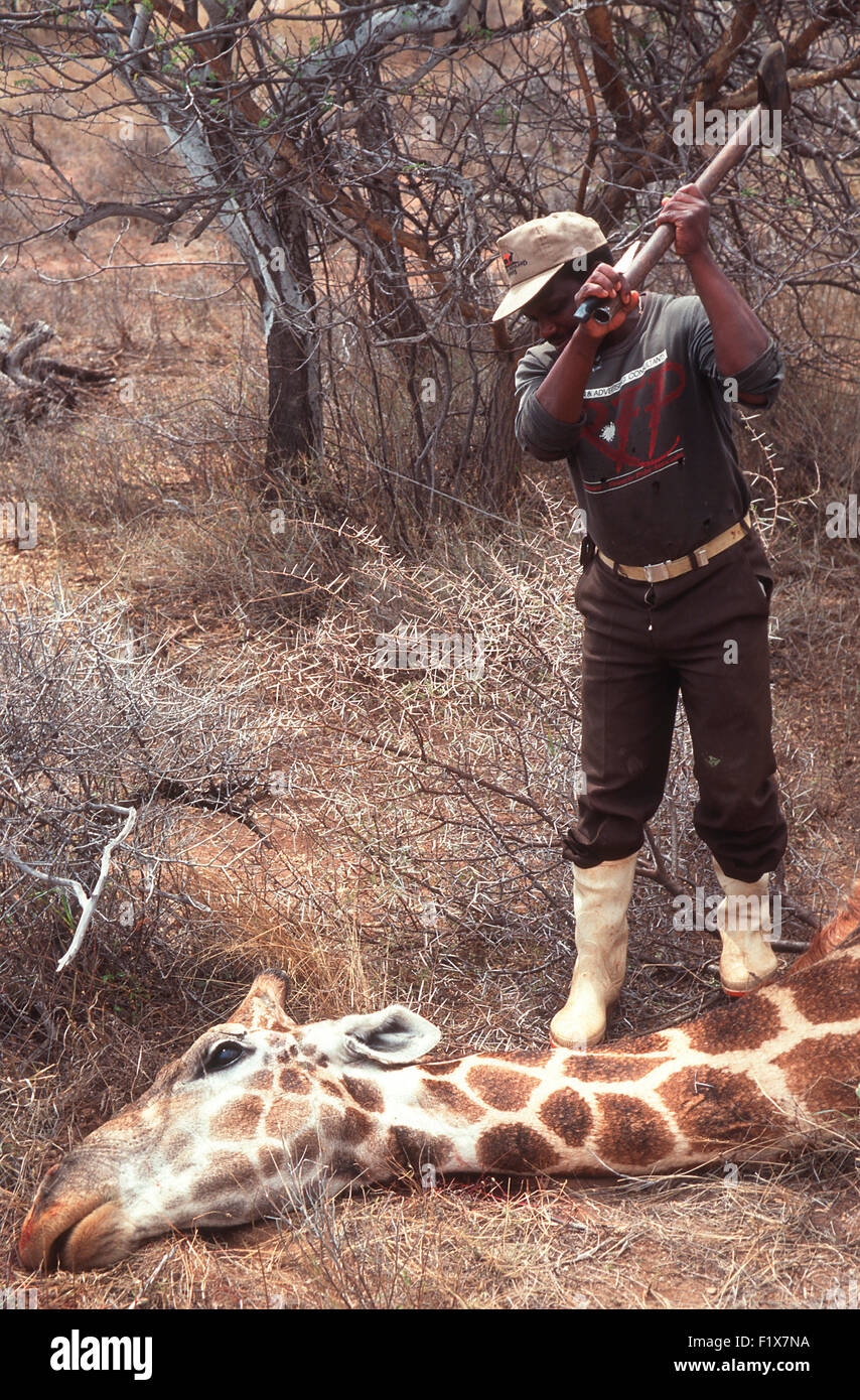 Game Hunt South Africa Stock Photo - Alamy