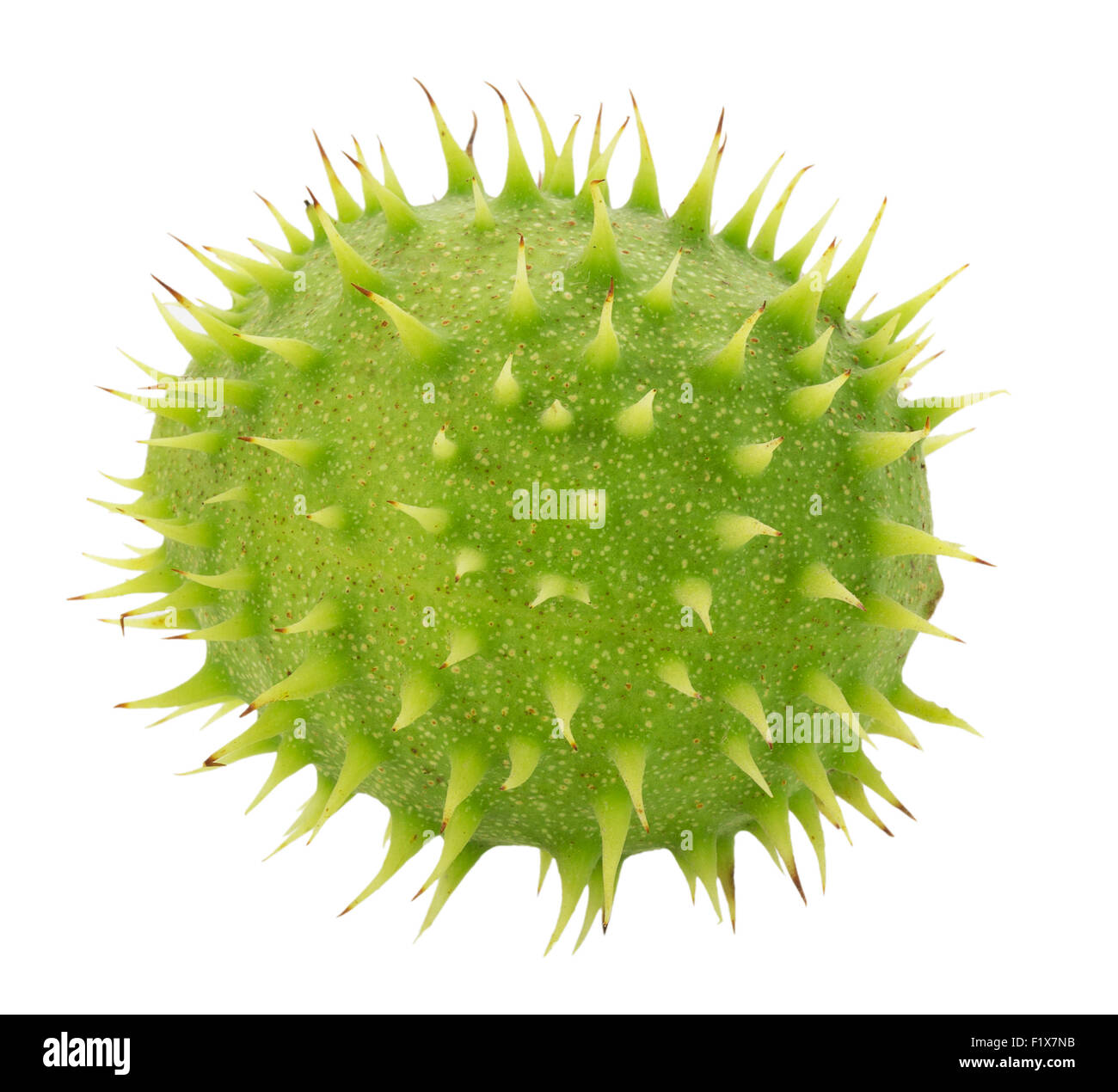 green chestnut isolated on the white background Stock Photo - Alamy