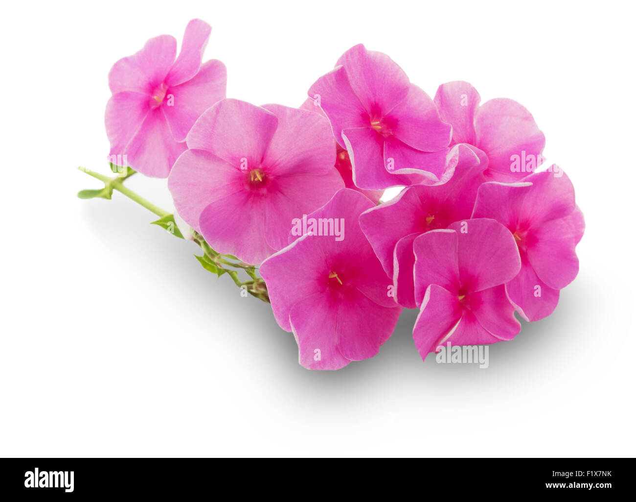 Pink background flowers Cut Out Stock Images & Pictures - Alamy